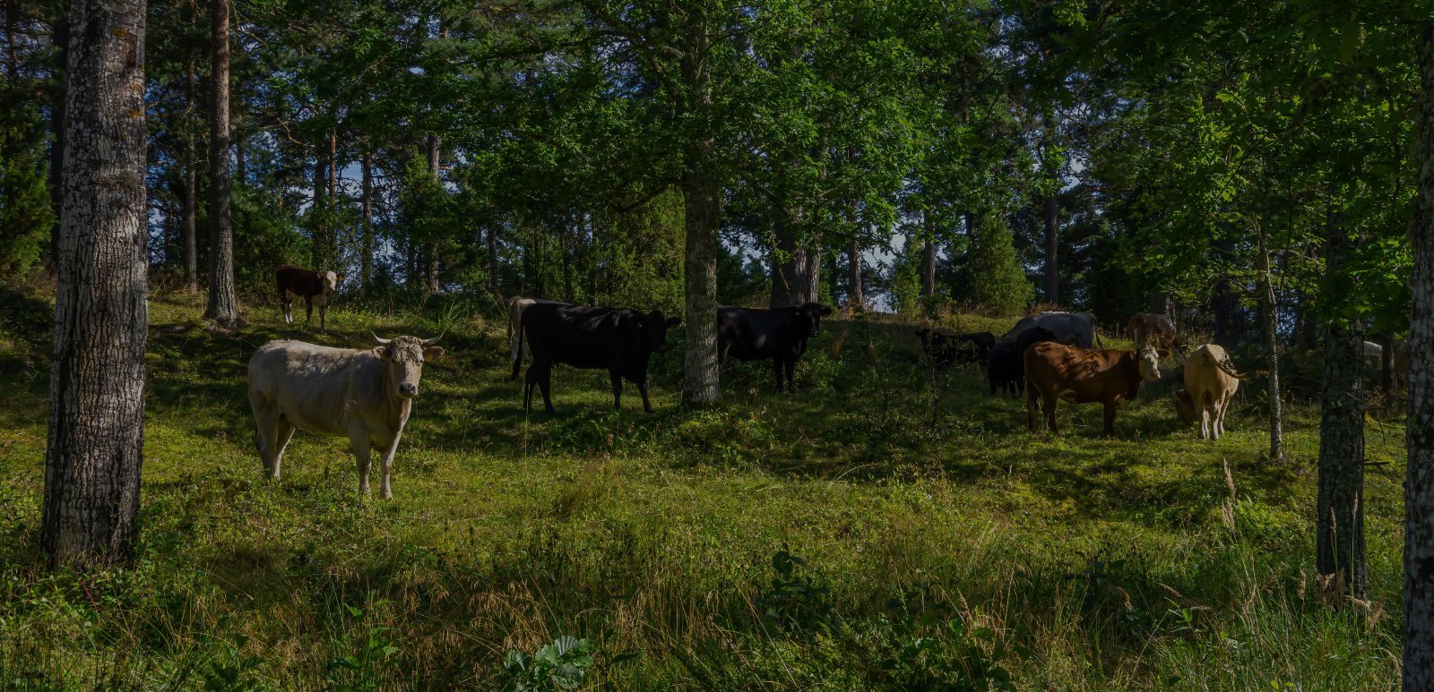 LatAm Climate Turnaroud - Relatório de Gestão 2º tri 2024 | fama re.capital